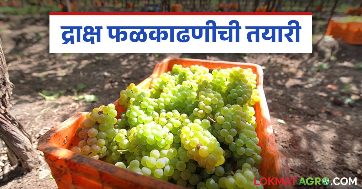 Grape Harvesting : द्राक्षांची काढणी करताना 'या' गोष्टींची काळजी घ्या ...