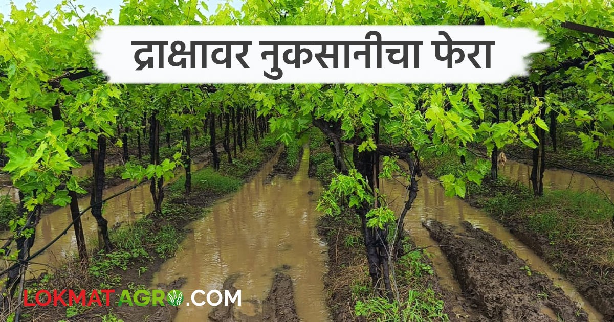 Draksh Sheti : अवकाळीने द्राक्ष बागांना ४ वर्षांत दिला ९ हजार कोटींचा ...