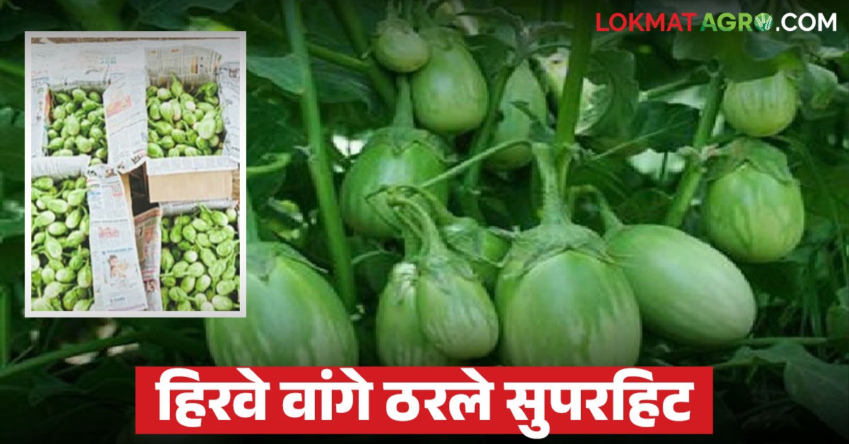 latest news Green Brinjal Market: Green brinjal from Amravati became a ...