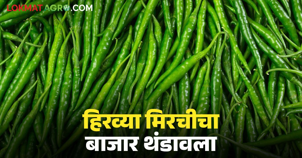 latest news Green Chili Market read in details
