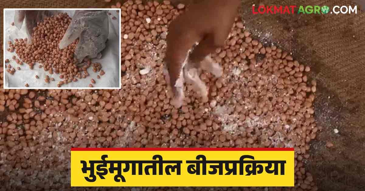Bhuimug Beej Prakriya : उन्हाळी भुईमुगाची उगवण चांगली होण्यासाठी पेरणी ...