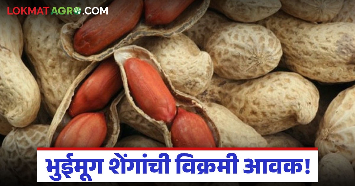 latest news Groundnut Market: Crowds flock to sell groundnuts in hopes ...