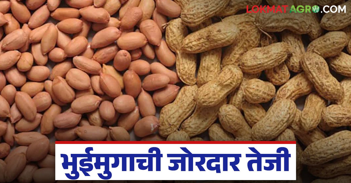 latest news Groundnut Market: Groundnut prices are rising sharply; Will ...