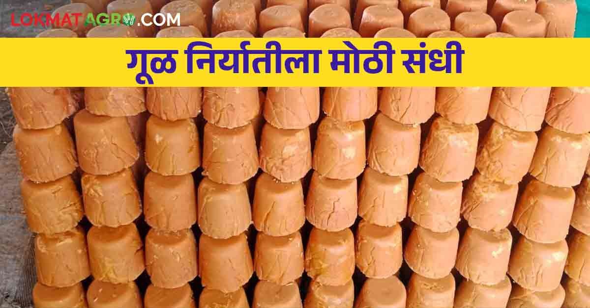 Kolhapur Gul : गूळ निर्यातीत मोठी संधी अमेरिकेत गूळाला मिळतोय १६० रुपये ...