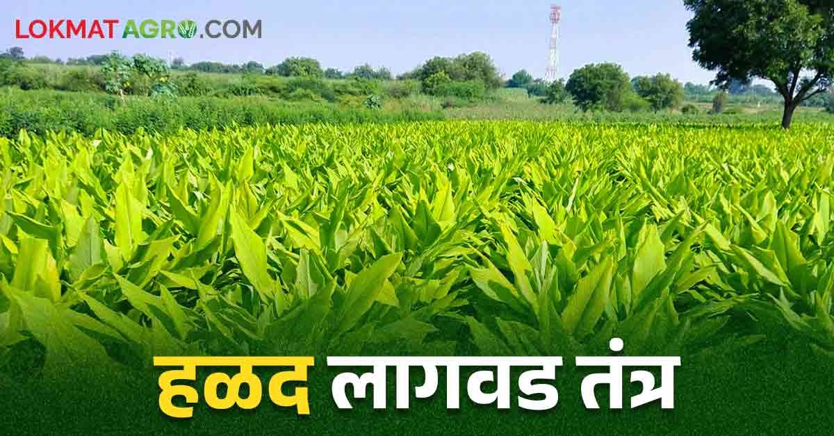 Halad Lagvad: हळद लागवडीसाठी ह्या आहेत महत्वाच्या टिप्स.. वाचा सविस्तर ...