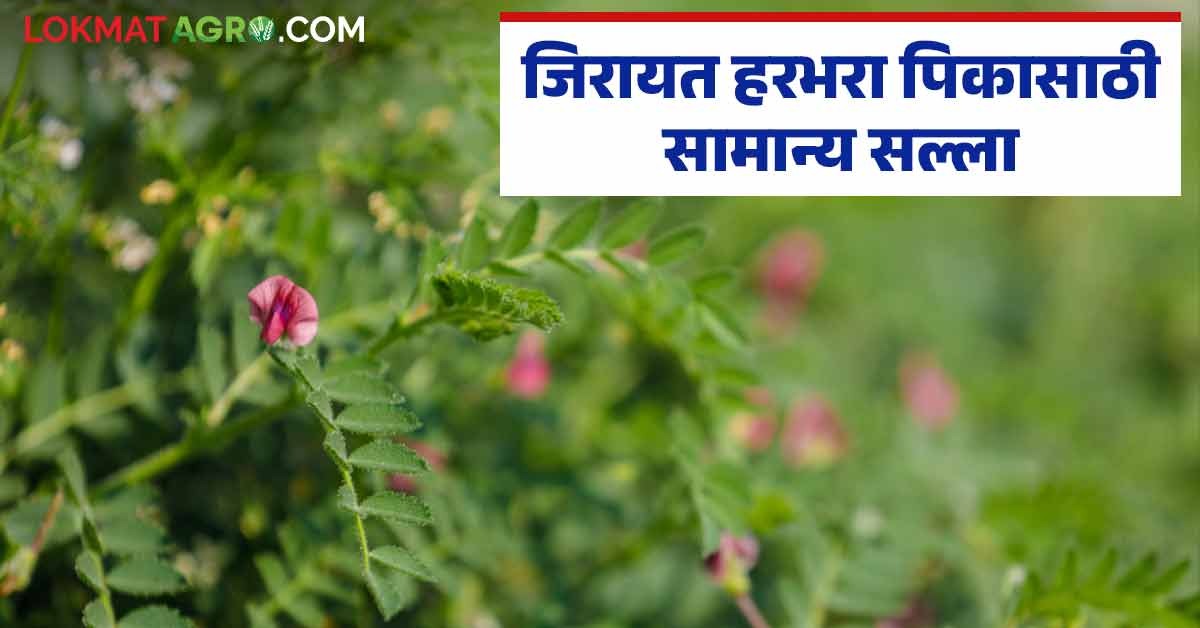 Harbhara Crop : फुलोरा व घाटे लागण्याच्या अवस्थेत हरभऱ्याची अशी घ्या ...