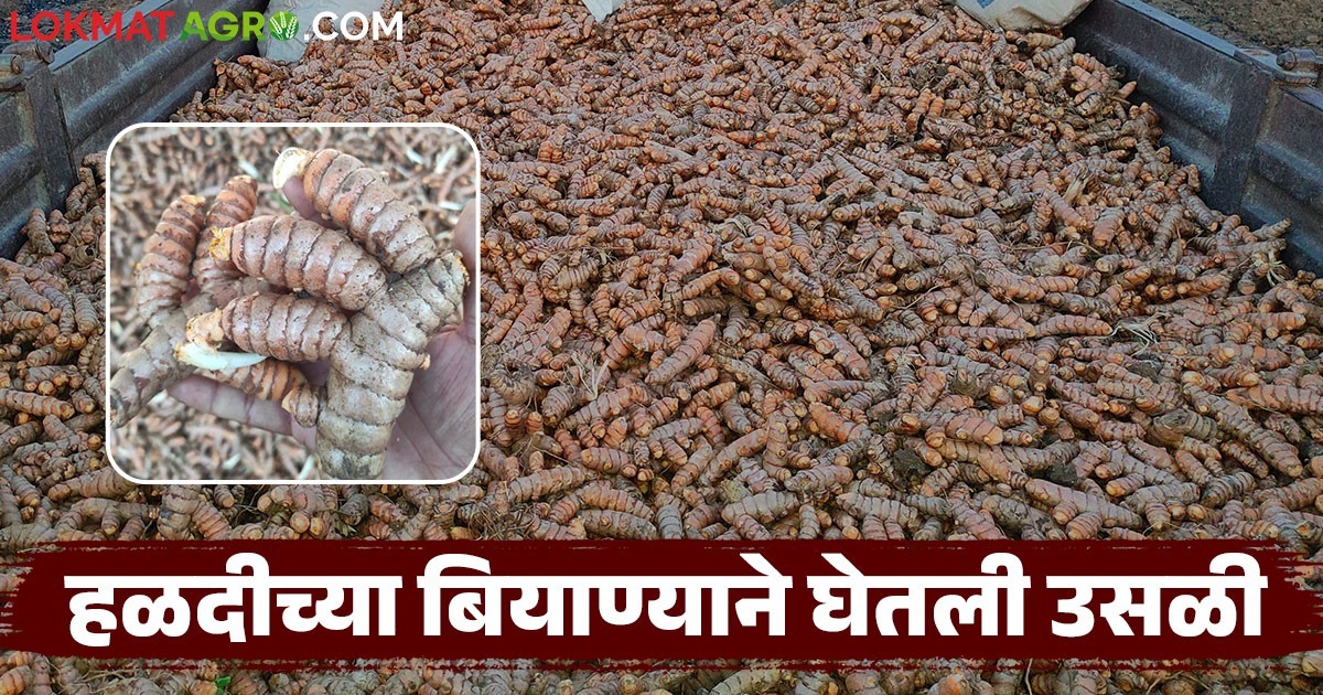 हळदीच्या बियाण्याने गाठला उच्चांक; वाचा सेलमच्या बियाण्याला ...