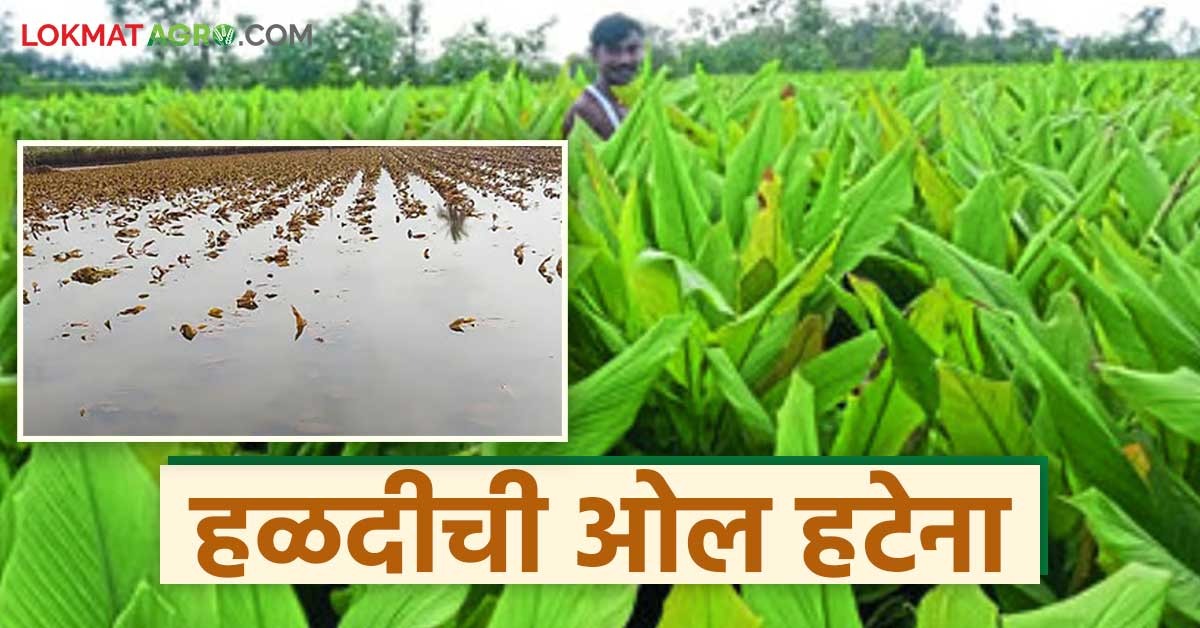 latest news Halad Crop Crisis read in details