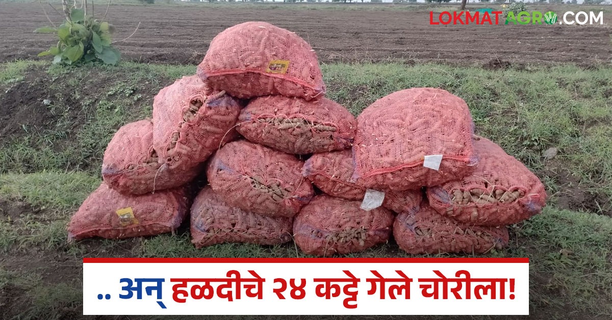 चक्क शेतात ठेवलेले हळदीचे २४ कट्टेच गेले चोरीला; 'वरुड चक्रपान'च्या ...
