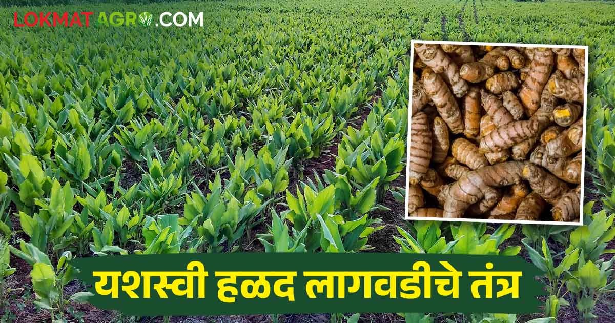 Halad cultivation tips: हळद लागवडीच्या या टीप्समुळे मिळेल लाखोंचे उत्पादन