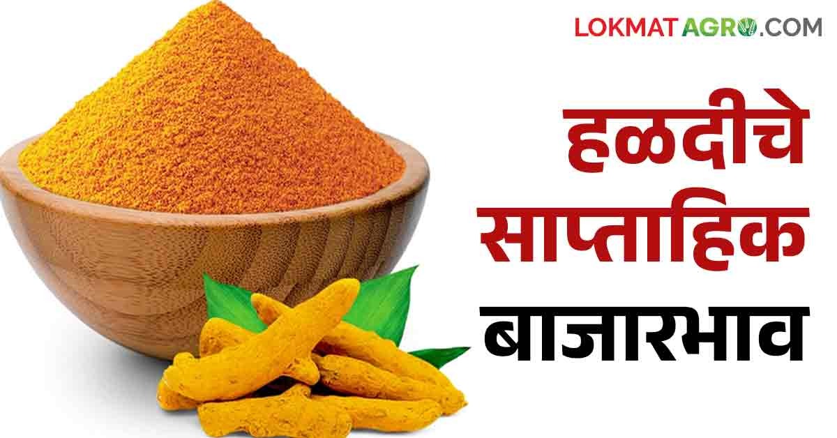 Halad Market : हळद बाजारभावात घट, मागील आठवड्यात दर कसे राहिले? वाचा ...