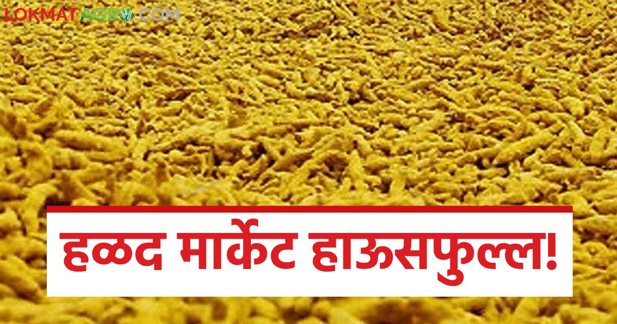 latest news Halad Market: Hingoli Market Committee's big decision due ...