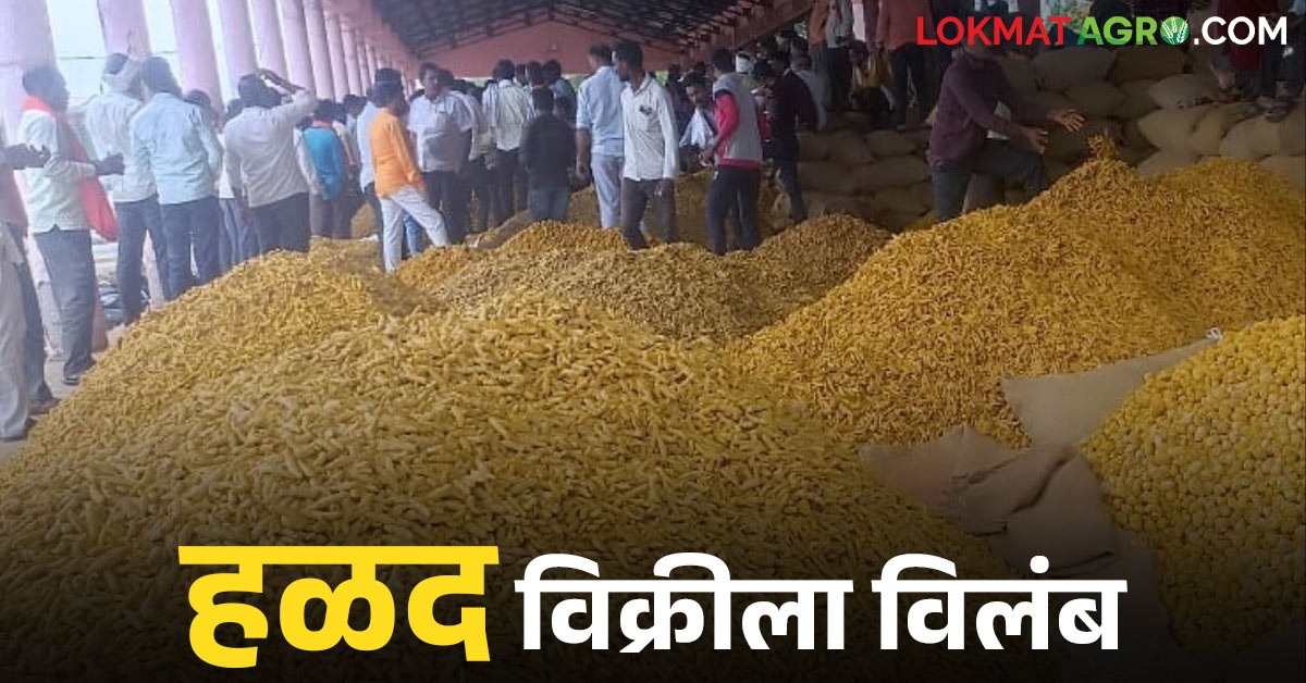 latest news Halad Arrivals in the Market read in details