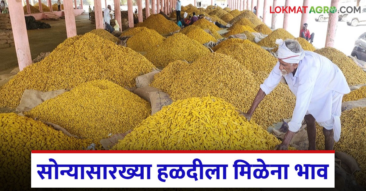 latest news Halad Market: Turmeric like gold has no value; Market ...