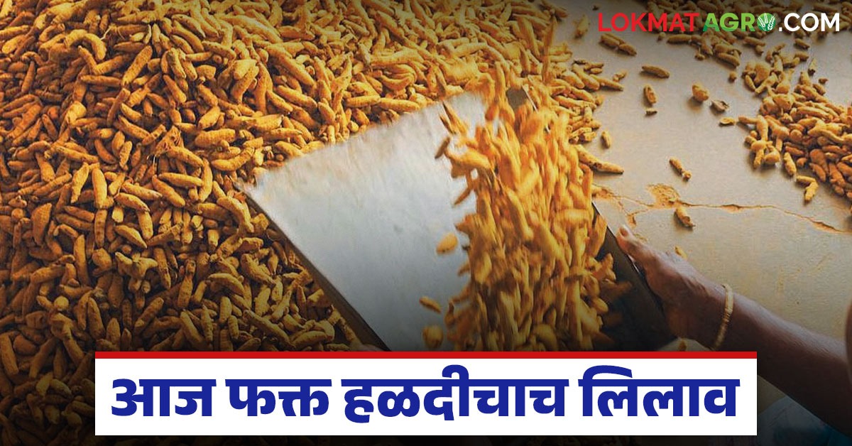 latest news Halad Market: Big decision of Risod Market Committee; Only ...