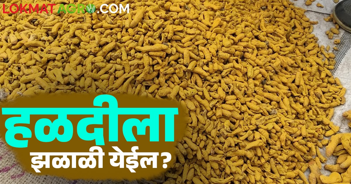 Halad Bajar Bhav Sangli : सांगली बाजार समितीत हळदीची आवक घटली; कोणत्या ...