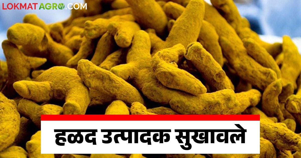 latest news Halad Market: Turmeric is on the rise after a year; Price ...