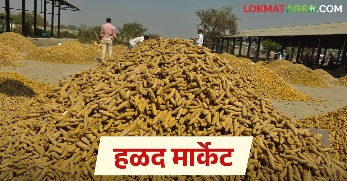 latest news Halad arrivals in Washim market decrease! Read in detail