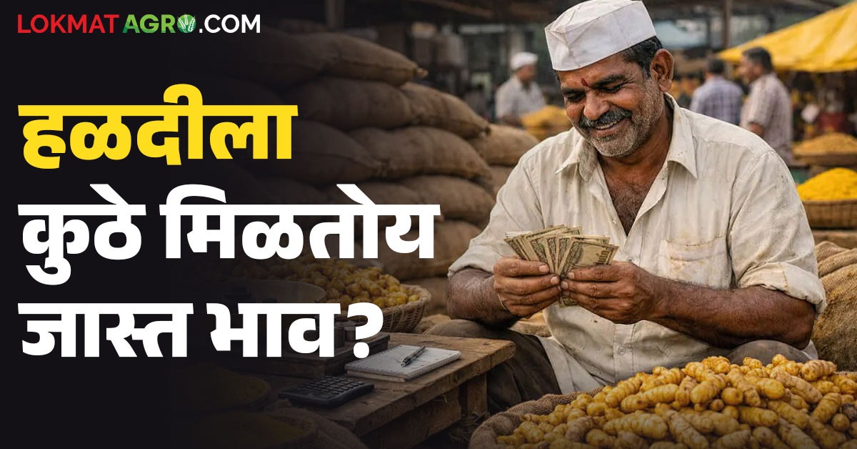 latest news Haldi Market : turmeric market rate maharashtra apmc price ...