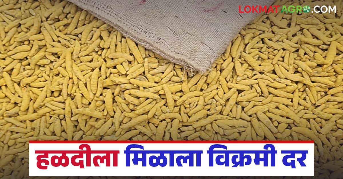 latest news Halad Market read in details