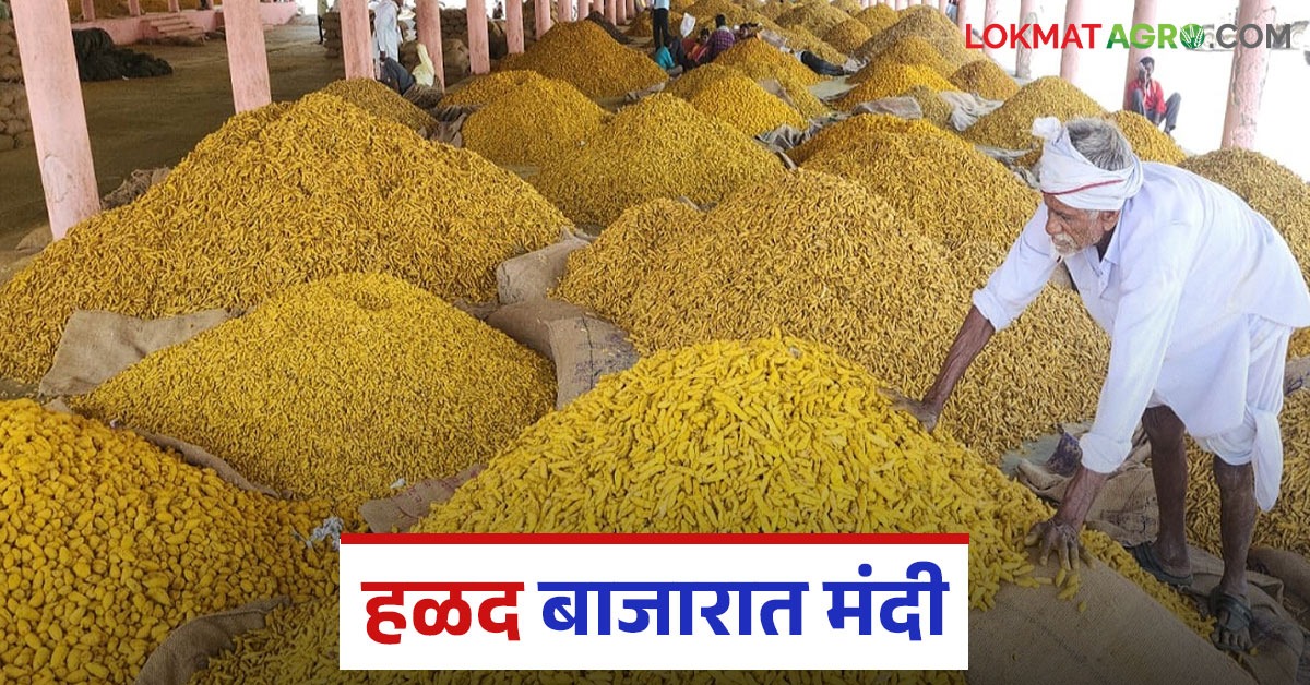 latest news Halad prices fall; dreams of producing farmers shattered