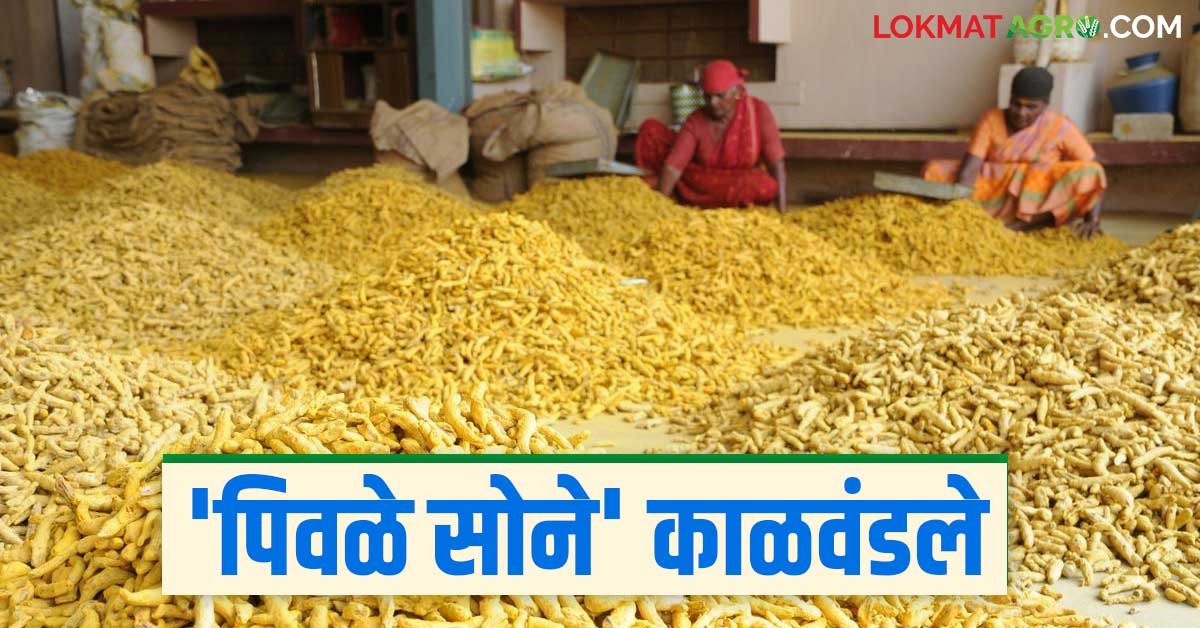 latest news Halad Bajar Bhav: Farmers halad has turned black!