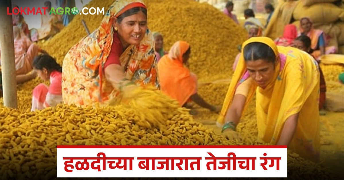 latest news Halad Market Update read in details