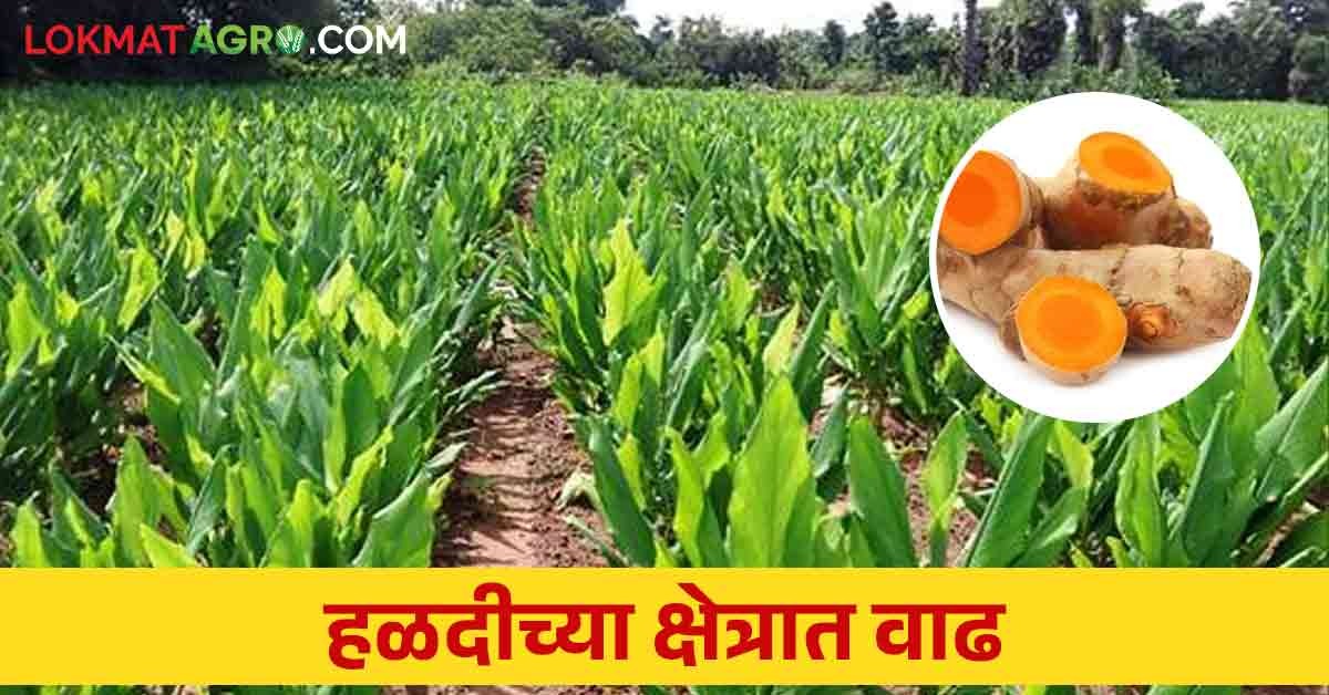 Turmeric Crop : शेतकऱ्यांचा हळद पिकाकडे कल वाढला | Turmeric Crop ...