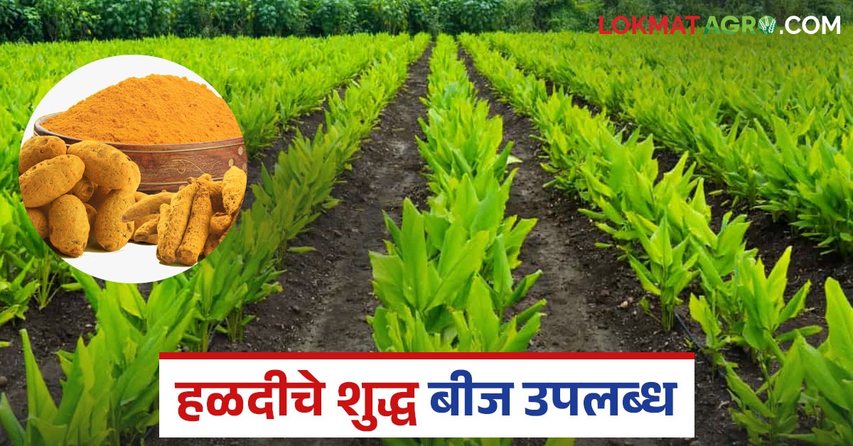 latest news turmeric breeding seeds are available at vasmat turmeric center