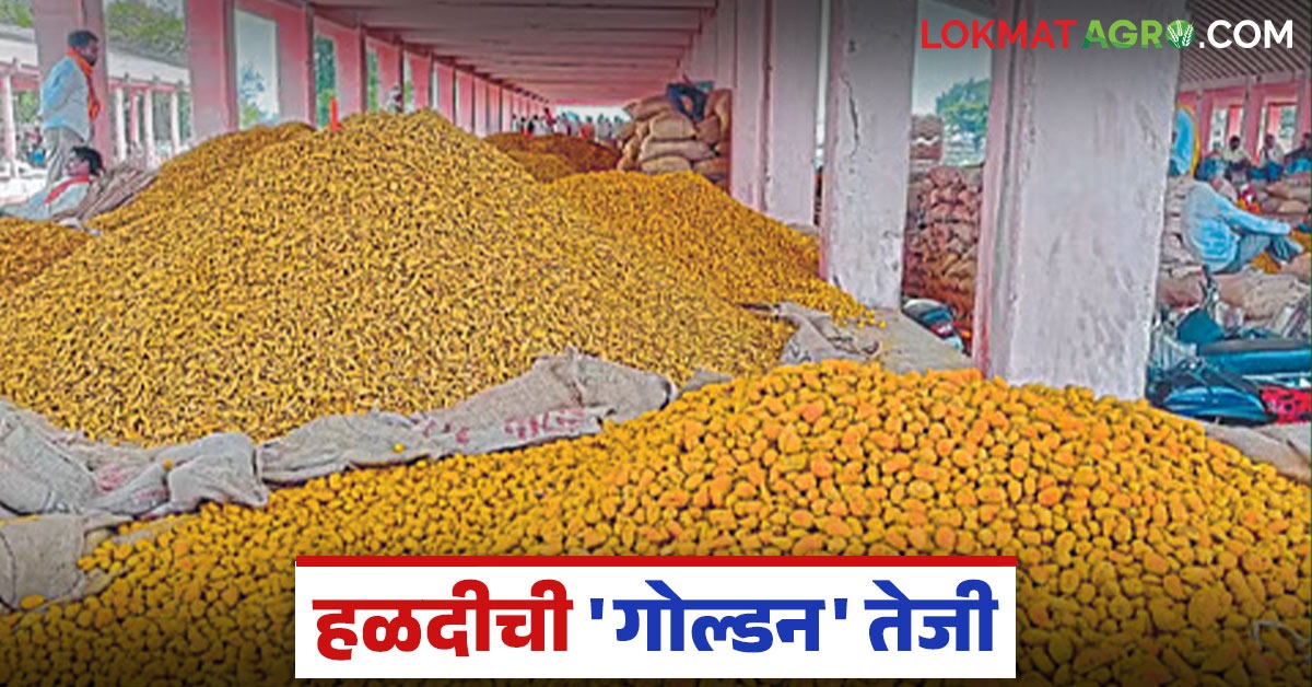 latest news Halad Market: 'Golden' comeback in turmeric market; Price ...