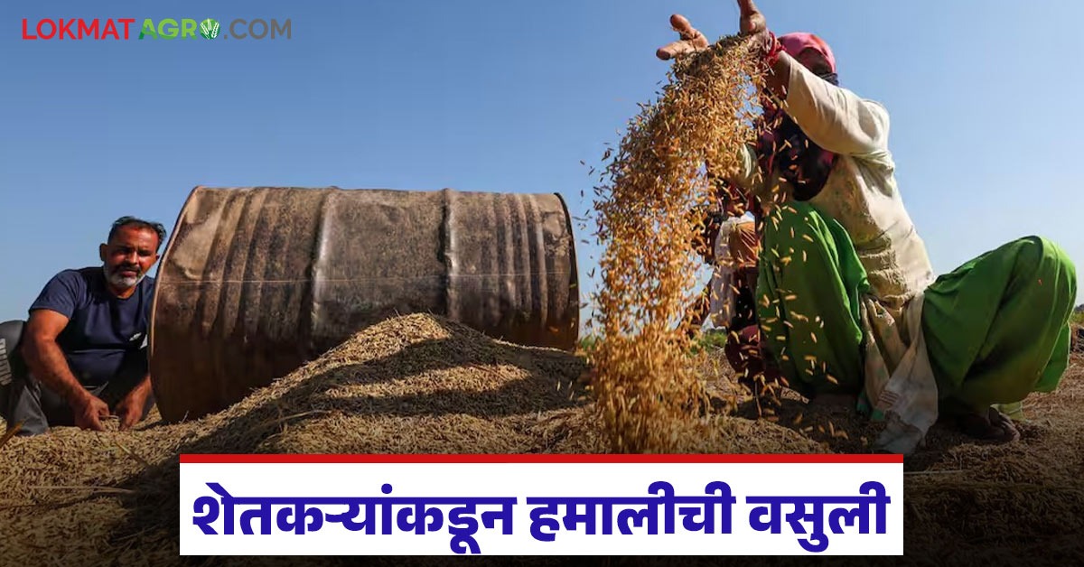 धानाच्या 40 किलोच्या एका पोत्यासाठी हमाली 15 रुपये, खरेदी केंद्रावर ...