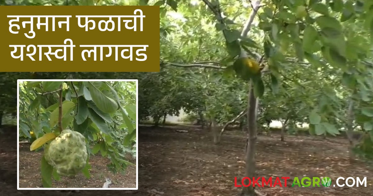 Hanuman fruit farmer gets extra income