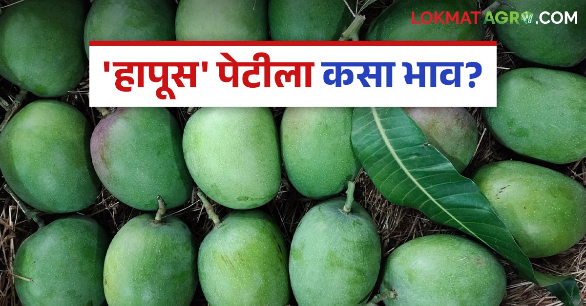 Hapus Mango Market : वाशी बाजार समितीत हापूसच्या तब्बल ९ हजार पेट्यांची ...