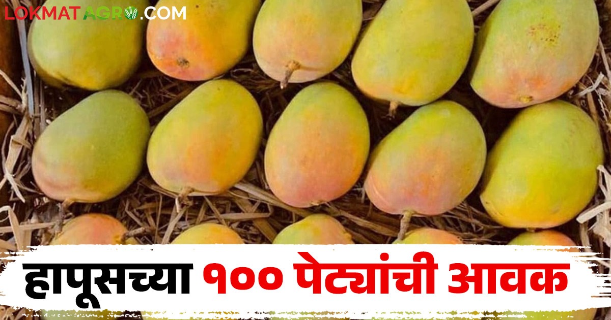 Hapus Market : कोकणातून १०० पेट्या हापूस आंब्याची आवक; वाचा डझनाला काय ...