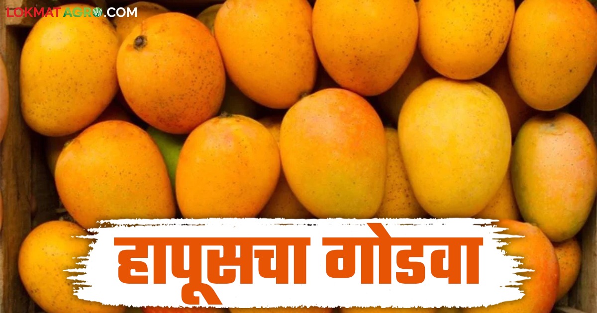 Devgad's Hapus Mango is in trouble due to increased arrivals