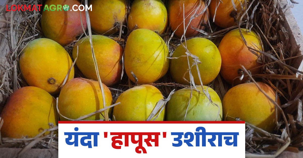 Hapus Mango : यंदा हापूस खायला मिळणार का? वातावरणातील बदलामुळे यंदा ...