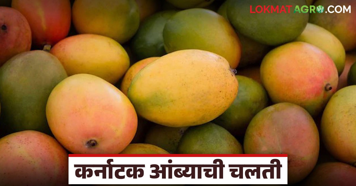 कोकण हापूसचा हंगाम संपला आता कर्नाटक आंब्याची चलती; वाचा पेटीला काय ...