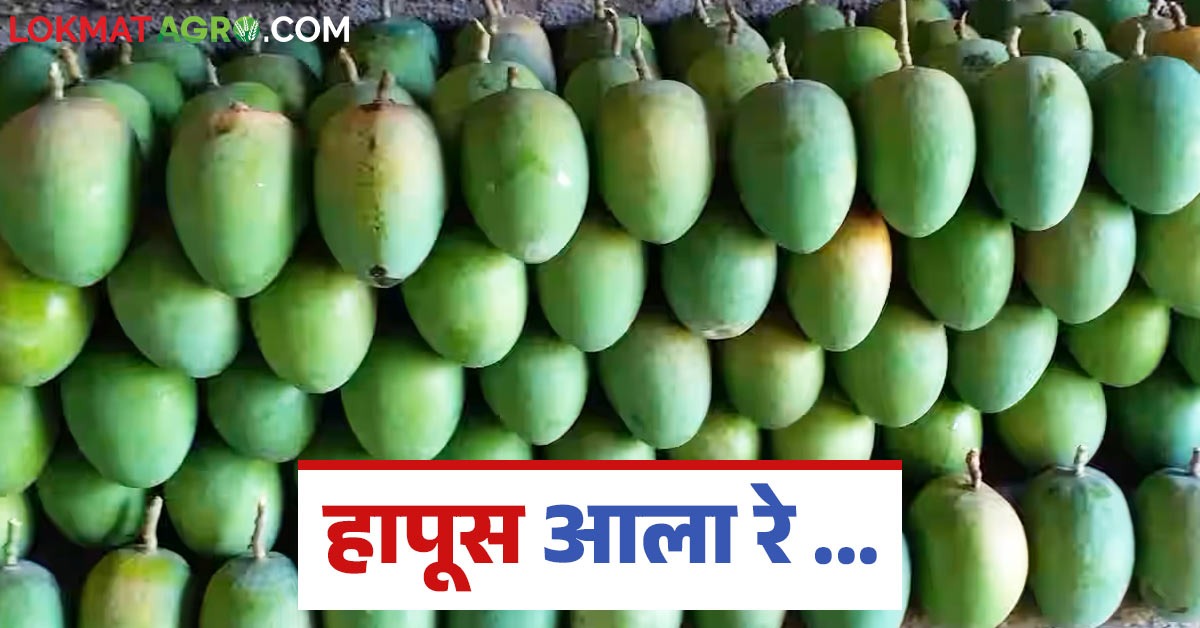 Hapus Mango : यंदा देवगडऐवजी अलिबागवरून हापूसची पहिली पेटी मुंबई बाजार ...