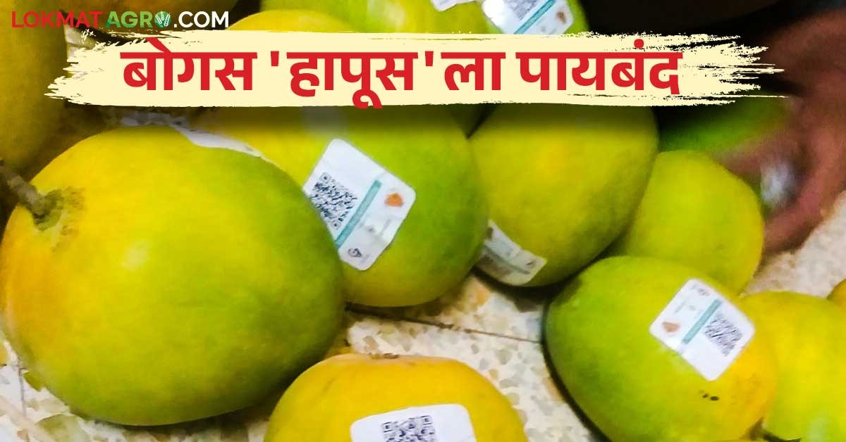 Devgad Hapus : बोगस देवगड हापूस आंबा विक्रीला पायबंद घालण्यासाठी युनिक ...