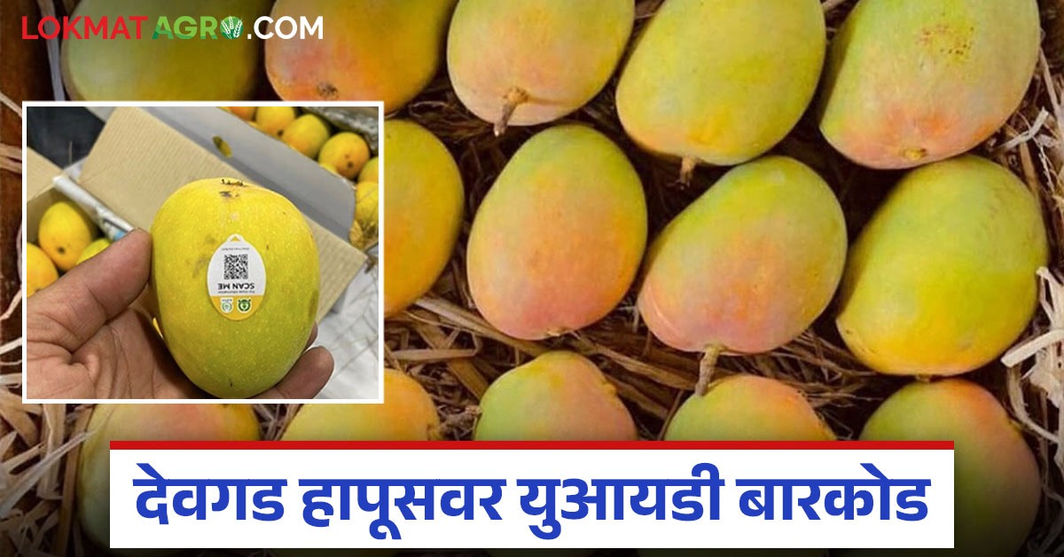 Devgad Hapus : आता देवगड हापूस ओळखणं होणार सोपं; ५० लाख बारकोडचे वितरण ...