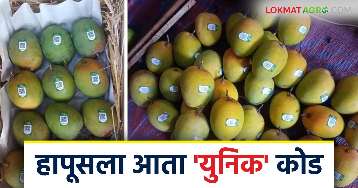 Unique code for Hapus Mango : हापूस आंब्याची बोगस विक्री थांबविण्यासाठी ...