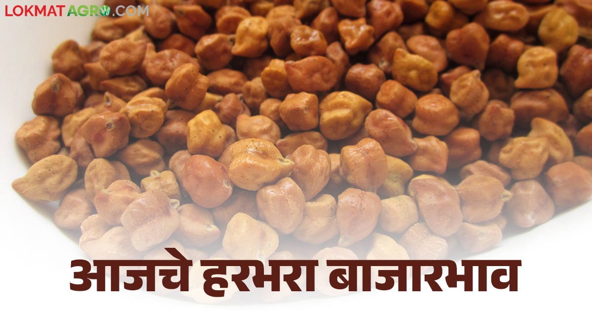 Today's Harbhara market arrivals read in details