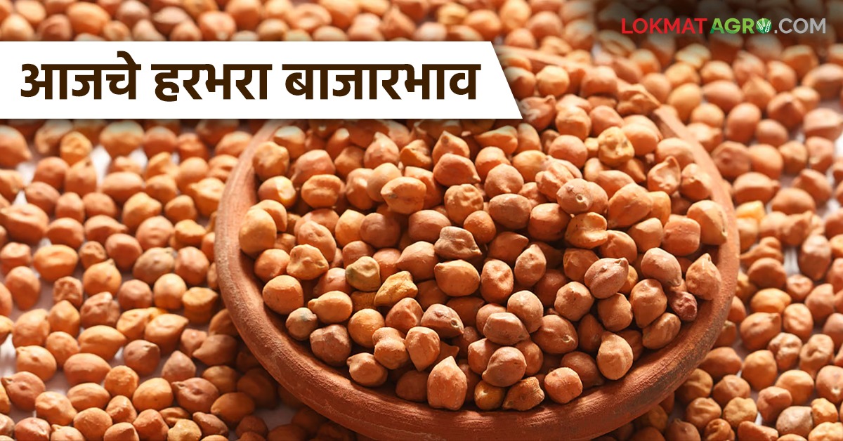 latest news Today's Harbhara Arrivals in the market