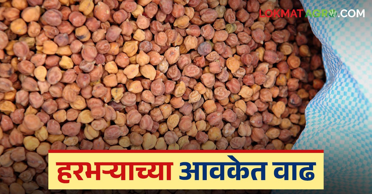 Harbhara Market Update read in details