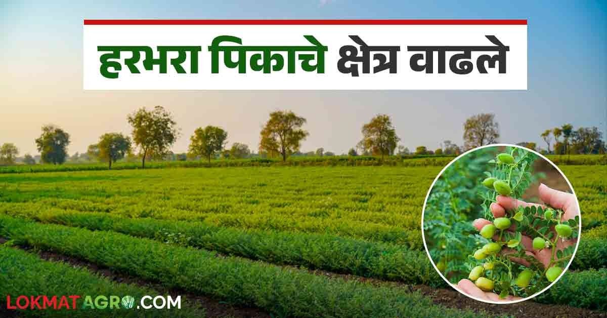 Planning of crop sowing in Rabi season Wheat, Chick Pea