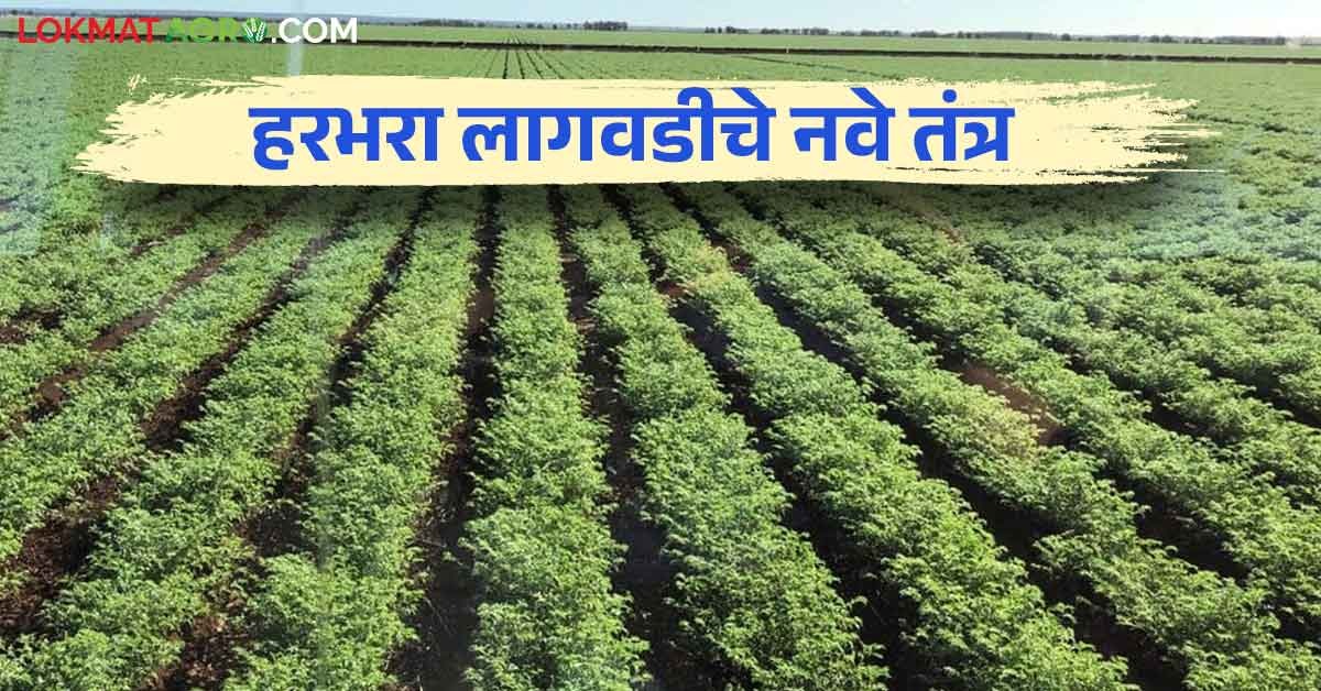 Harbhara Lagvad : हरभरा पिकाचे उत्पादन वाढीसाठी करा ह्या पद्धतीने लागवड ...