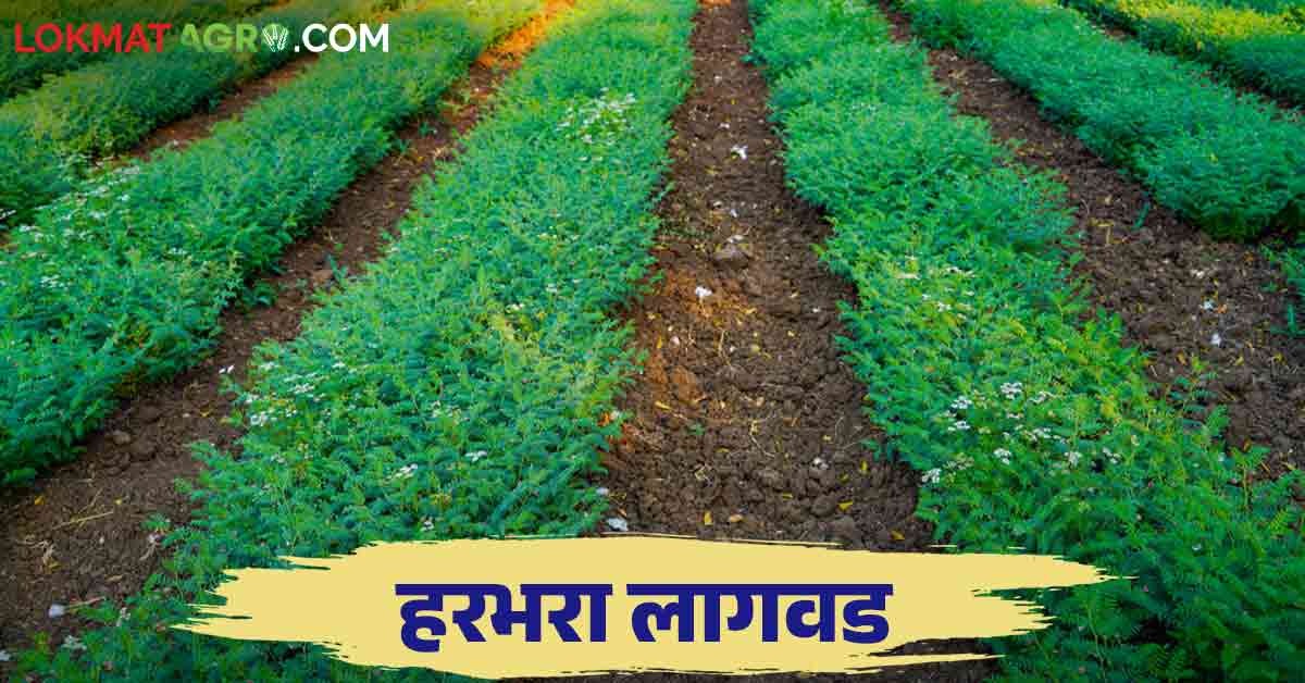 Harbhara cultivation increased in jalna district