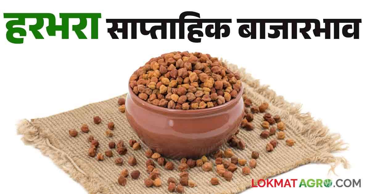 Harbhara Bajarbhav : काबुली, लाल, बोल्ड हरभऱ्याची चलती, मागील आठवड्यात ...