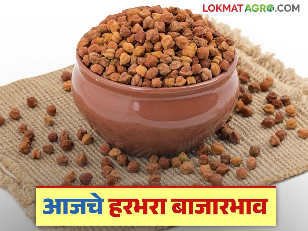 latest news Today's Harbhara Arrivals read in details