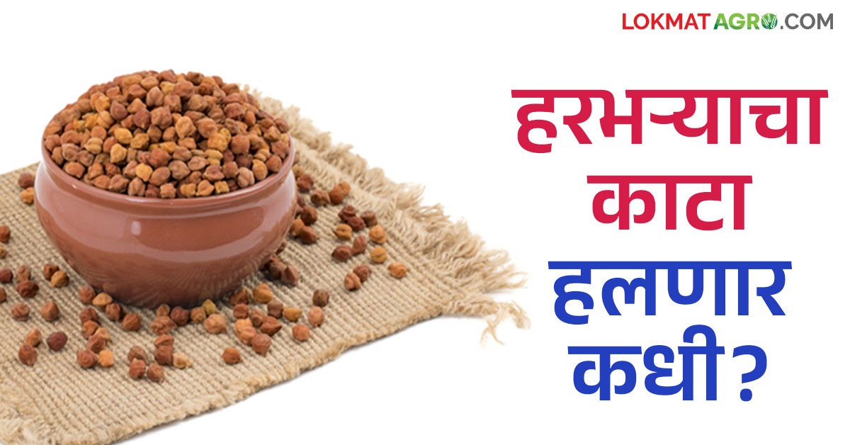 Harbhara Market Update read in details